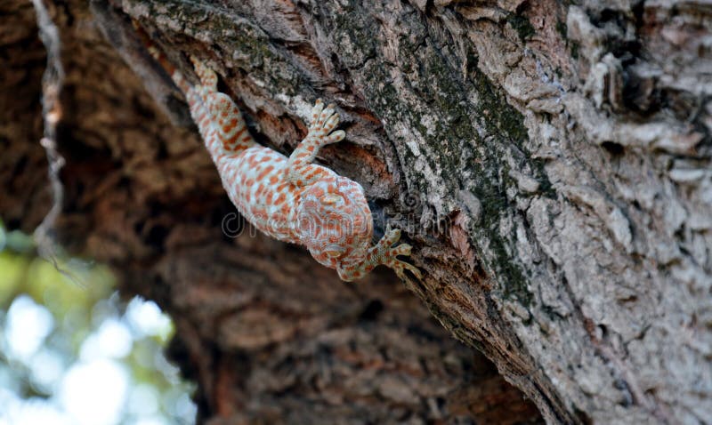 Gecko on the tree stock photo. Image of green, animal - 40925232