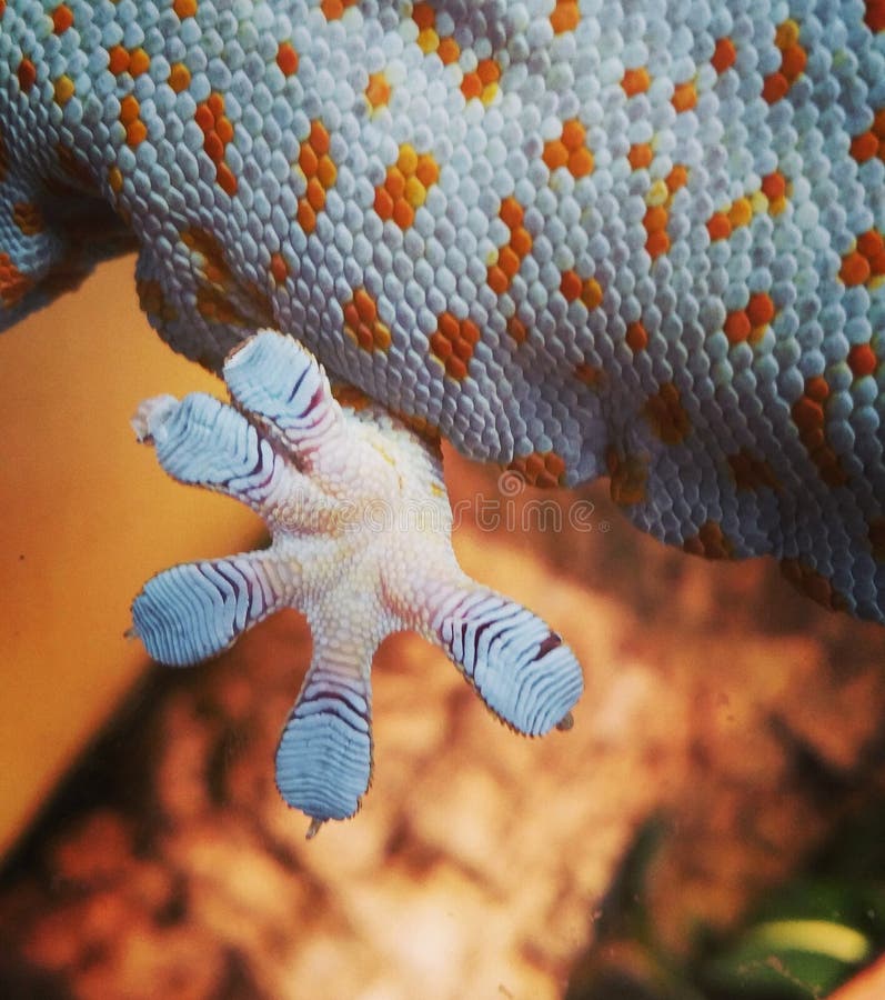 Gecko foot stock image. Image of adhere, setae, hairs - 25263133