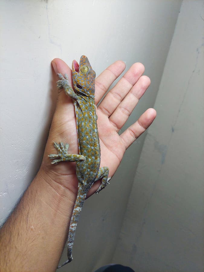 This is a Gecko, a Type of Gekko Type Lizard Stock Image - Image of ...