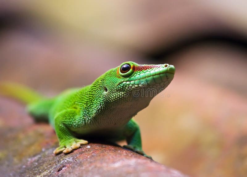 Gecko verde imagen de archivo. Imagen de primer, verde - 16331577
