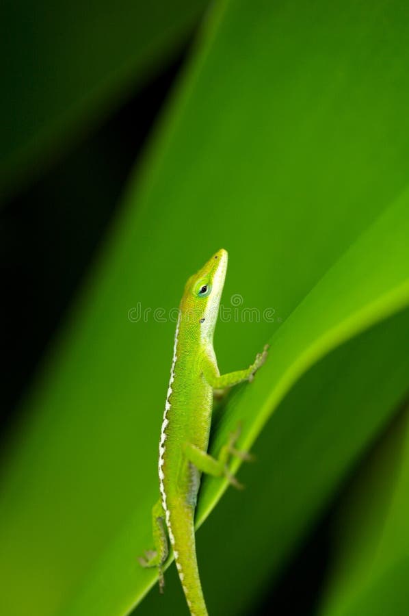 Gecko verde foto de archivo. Imagen de arrastre, cubo - 2194852