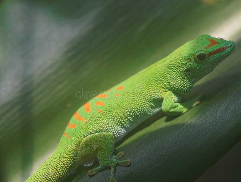 Gecko verde foto de archivo. Imagen de verde, gecko - 10372078