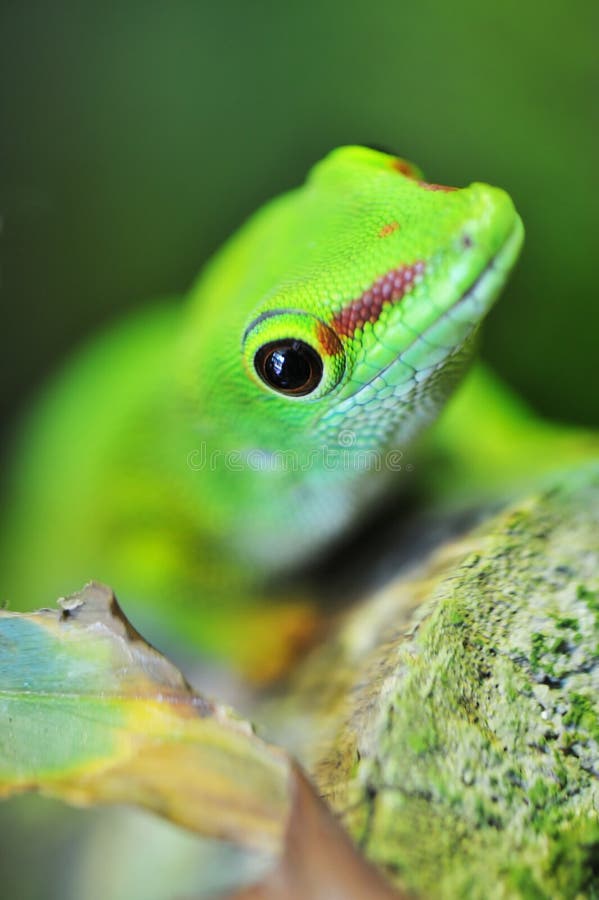 Gecko verde lindo foto de archivo. Imagen de salvaje, bosque - 9510140