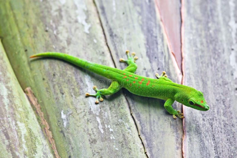 Gecko vert image stock. Image du gecko, paume, alimentation - 35267235