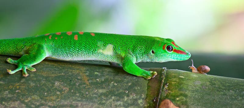 Gecko vert image stock. Image du madagascar, changement - 35267235