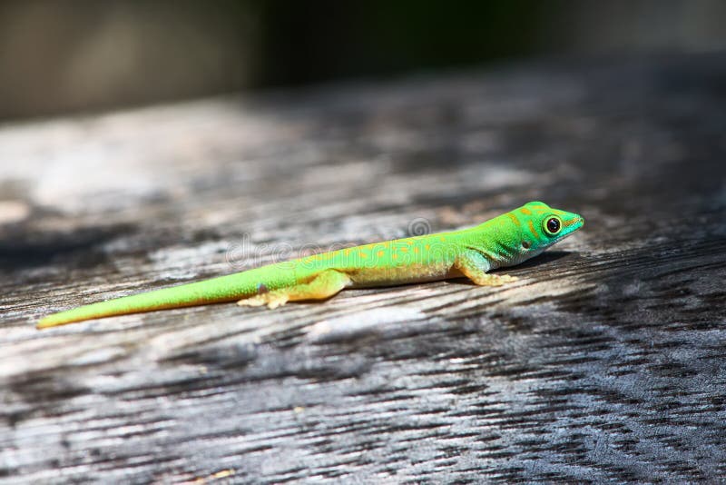Gecko vert image stock. Image du gecko, fermer, sauvage - 42331217
