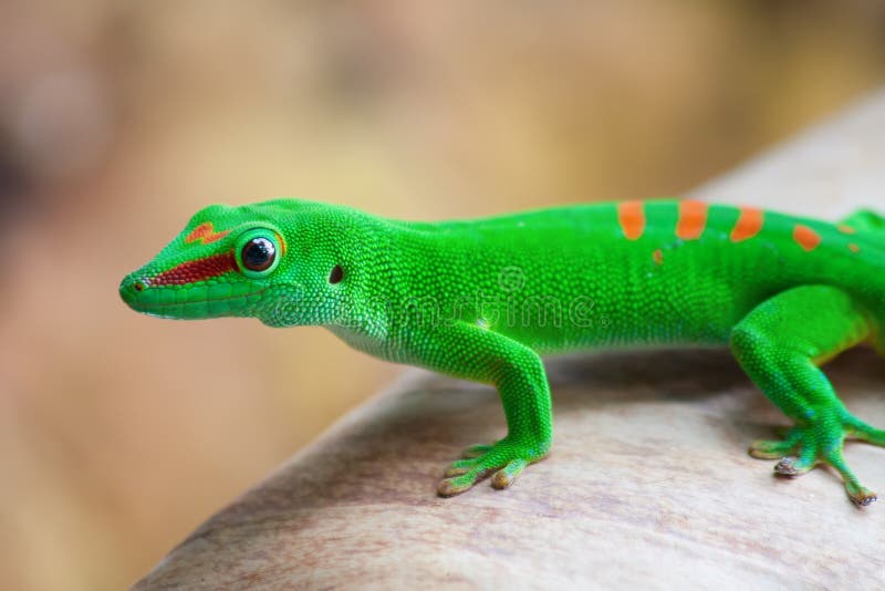 Gecko vert image stock. Image du madagascar, changement - 35267235