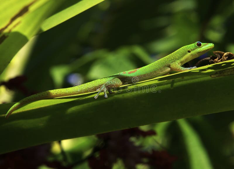 Gecko Vert De Madagascar-jour - Madagascariensis De Phelsuma Photo ...
