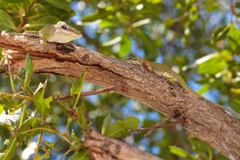 Gecko vert sauvage photo stock. Image du nature, île - 60207594