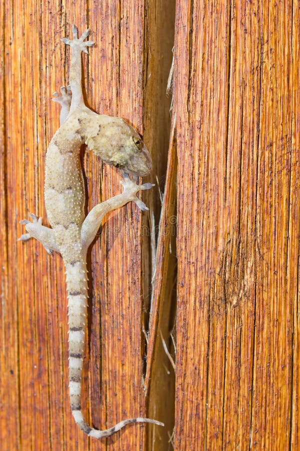 Gecko Walking Over a Piece of Wood Stock Image - Image of away, gekkota ...