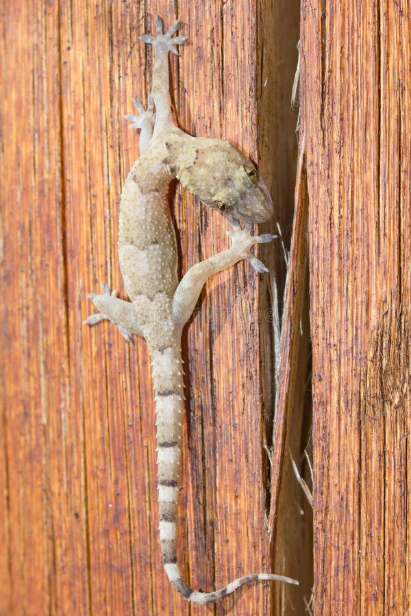 Gecko Walking Over a Piece of Wood Stock Image - Image of body, detail ...