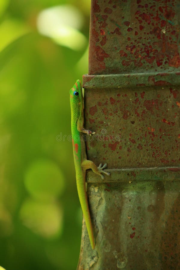Gecko on Wall stock photo. Image of rust, metal, gecko - 3384160
