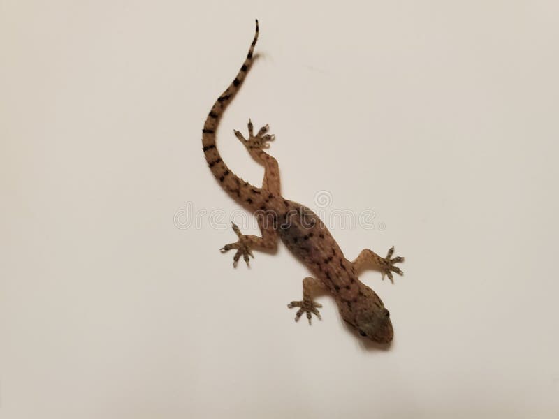 Gecko on the wall stock image. Image of vertebrate, ethology - 20248215