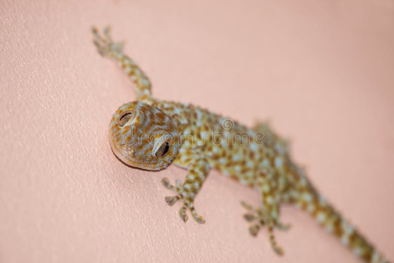 Gecko on the wall stock image. Image of wildlife, coldblooded - 70068915