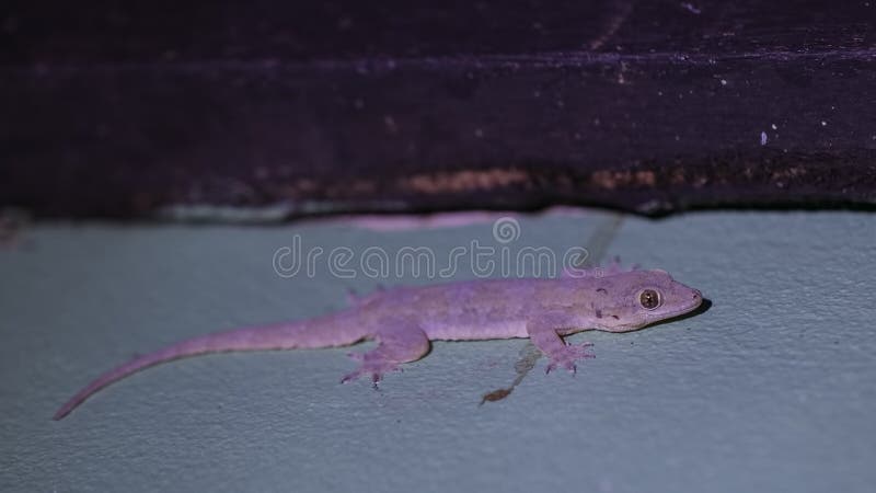 Pink gecko on the wall stock image. Image of dragon, copy - 19148873