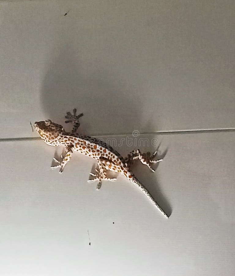 Gecko on the Wall Reptile in House Stock Image - Image of house ...