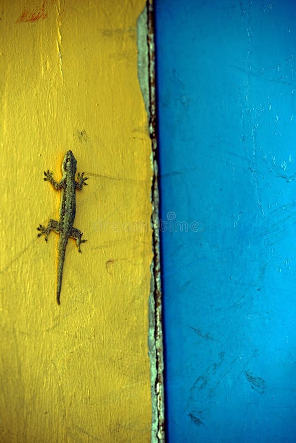 Gecko on a wall stock image. Image of colour, wall, contrast - 42469037