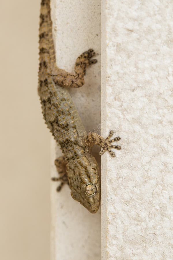 Gecko on a wall in Spain stock photo. Image of reptile - 45655482