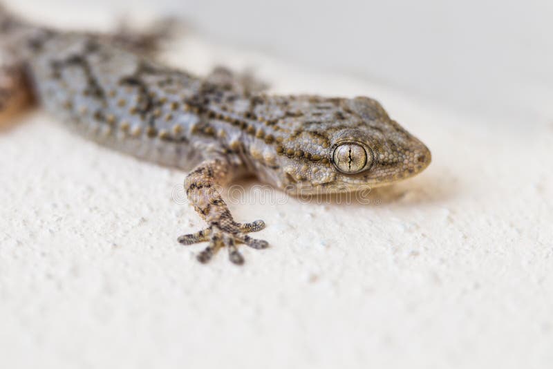 Gecko on a wall in Spain stock photo. Image of animal - 45655912