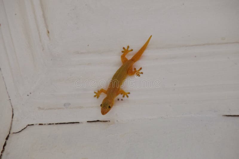 Gecko Resting on the Ceiling of a House Stock Photo - Image of white ...
