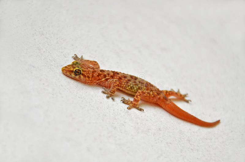 Pink gecko on the wall stock image. Image of dragon, copy - 19148873