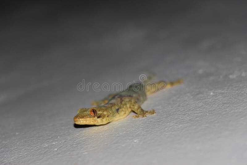 Gecko on a White Wall Staring Stock Image - Image of mottled, scales ...