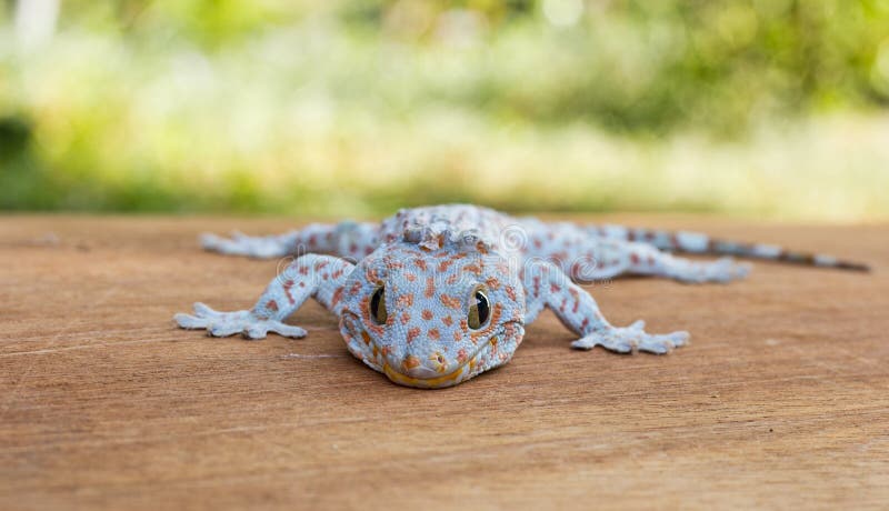 Gecko on the wood wall stock photo. Image of dragon, animal - 42017228