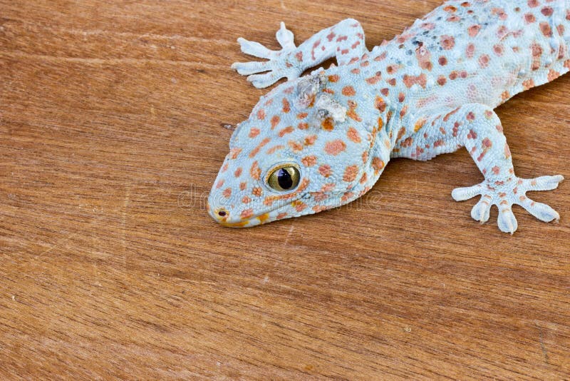 1,403 Wood Gecko Stock Photos - Free & Royalty-Free Stock Photos from ...