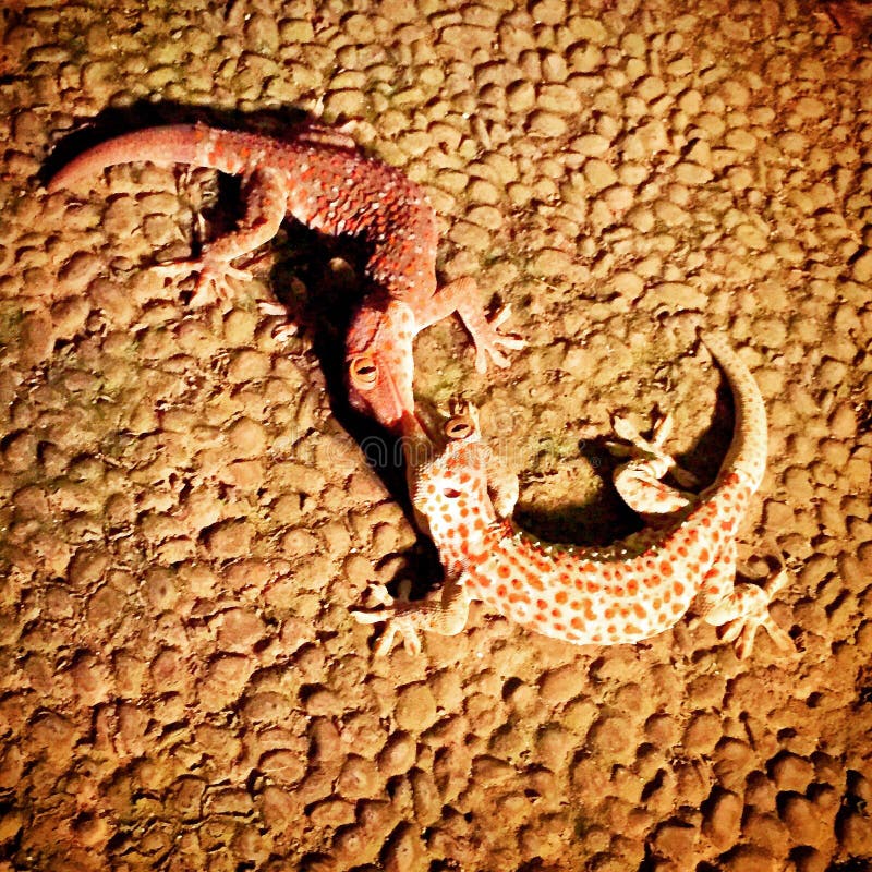 Geckos Battle Stock Photos - Free & Royalty-Free Stock Photos from ...