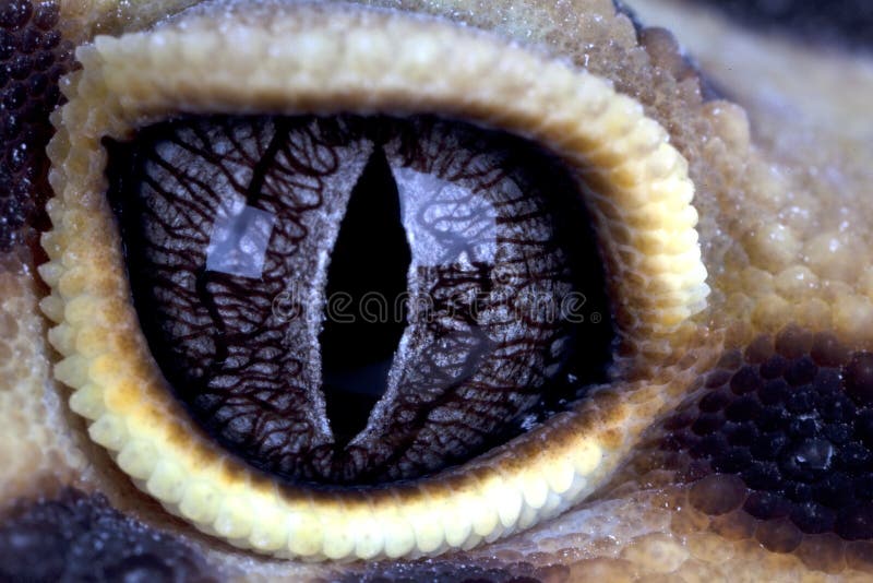 Geckos eye stock photo. Image of yellow, nature, surveillance - 9837080
