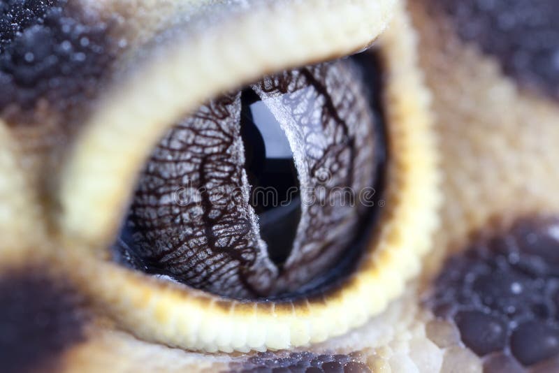 Geckos eye stock image. Image of amphibian, gecko, yellow - 9837097