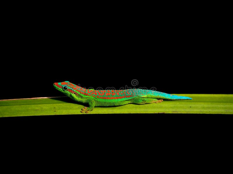 Geckos on stripe stock image. Image of stripe, tropical - 61797479