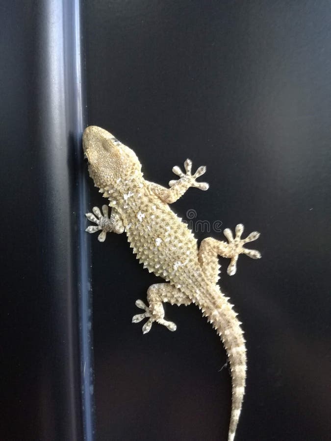 Geco on the run stock photo. Image of beautiful, geco - 159285388