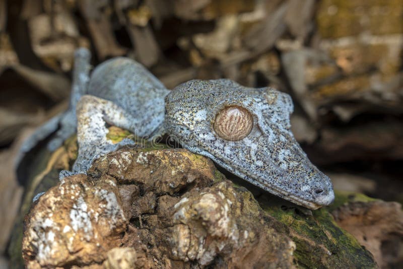 Geco in Wild Nature Madagascar Stock Photo - Image of wild, animal ...