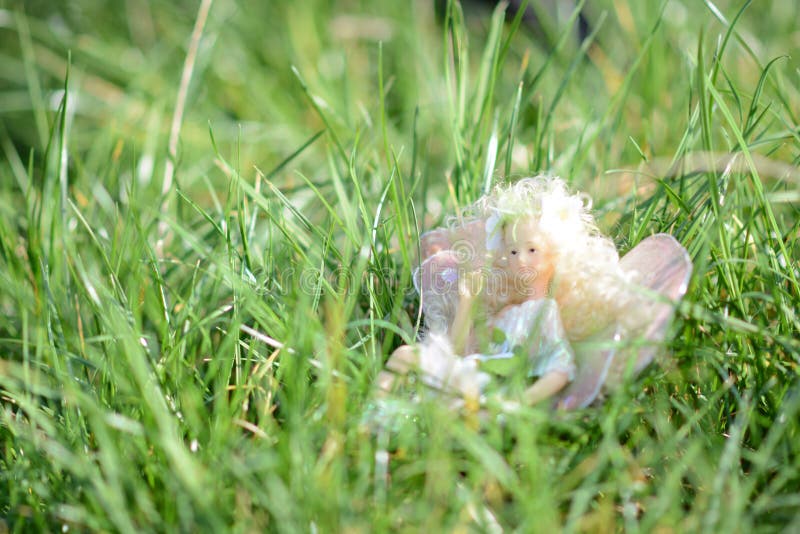 Vlinderpop stock foto. Image of dier, glanzend, glans - 46924010