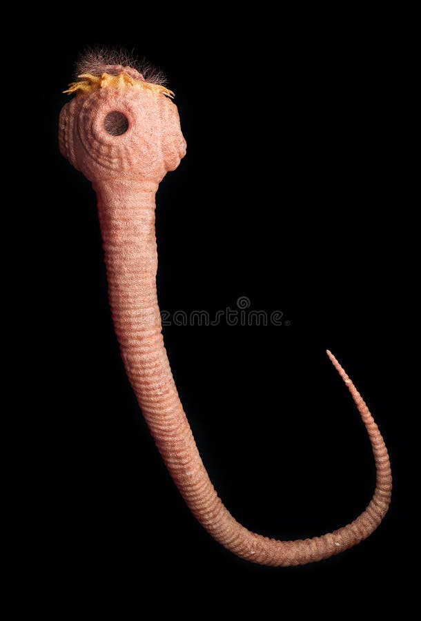 Gedetailleerde Lintworm Onder Het3d Teruggeven Stock Illustratie ...