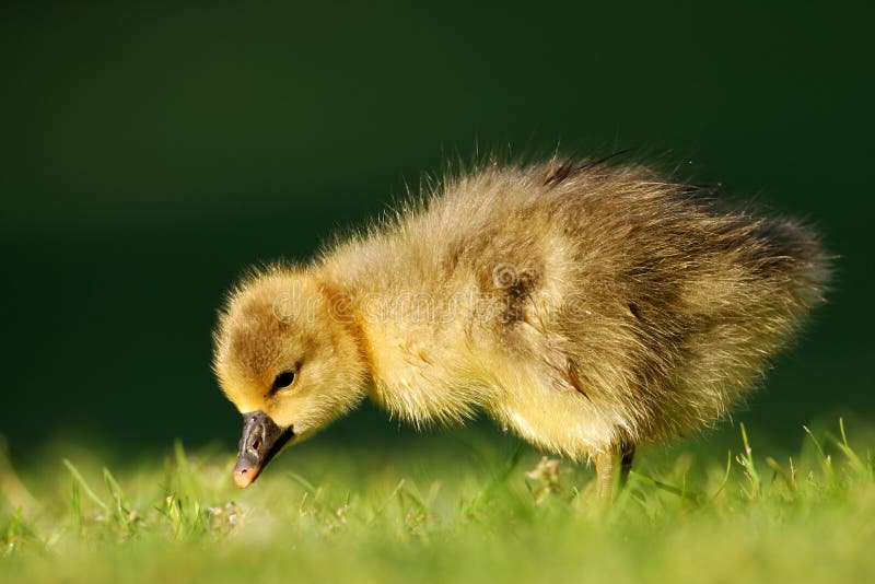 Geece stock photo. Image of small, chicks, birds, poultry - 7382236