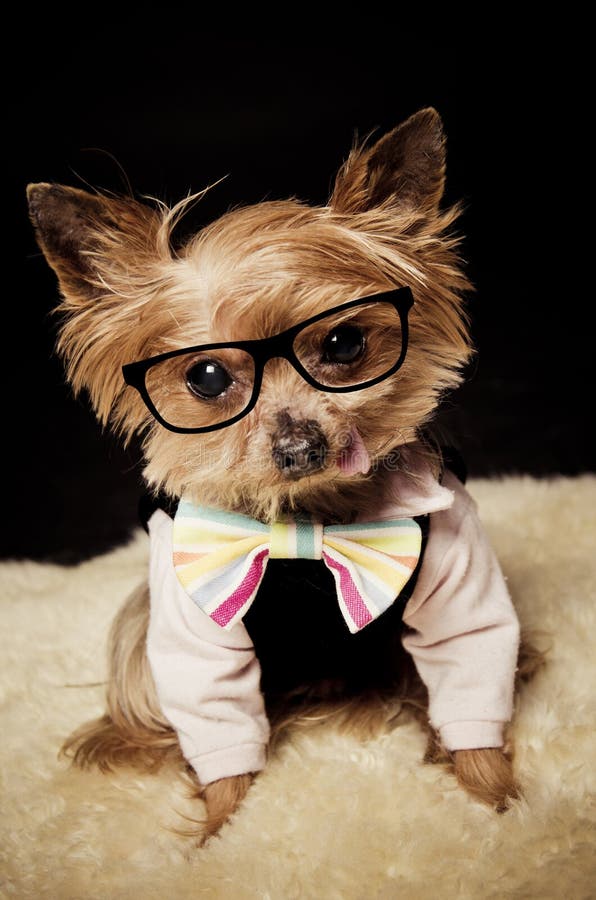 Geek Yorkshire Terrier dog stock image. Image of yorkie - 27839891