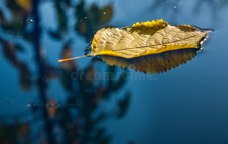 Geel Blad Die in Water Drijven Stock Foto - Image of vochtigheid ...