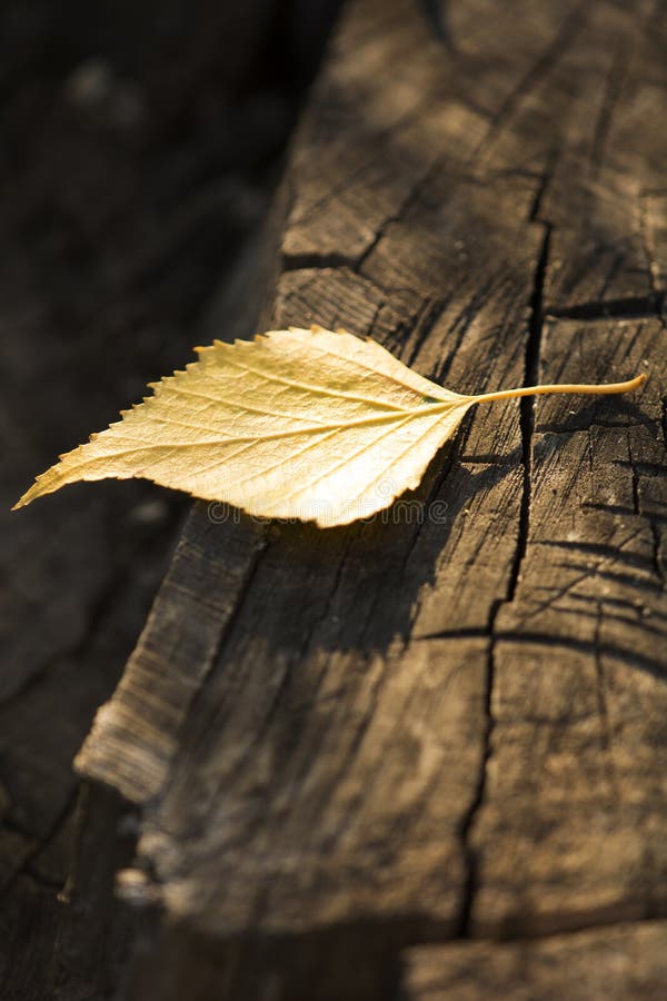 Geel De Herfstblad Op Oude Donkere Boomboomstam Stock Foto - Image of ...