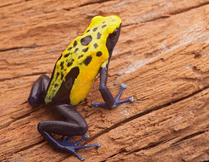 Geel De Kikker Giftig Dier Van Het Vergiftpijltje Stock Afbeelding ...