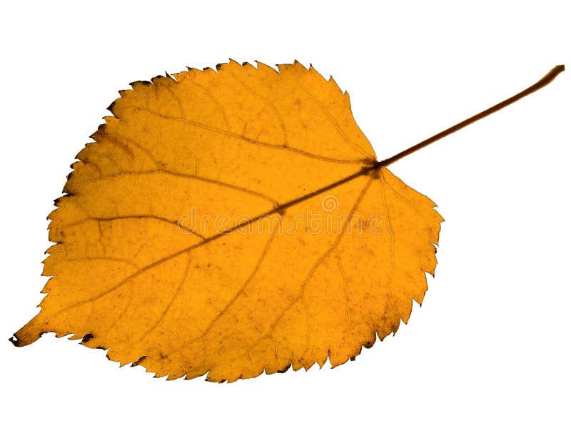 Het blad van een lindeboom stock afbeelding. Image of kalk - 24979875