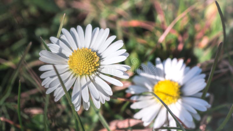 Geel en wit stock afbeelding. Image of geel, sluit, hoofd - 113758179