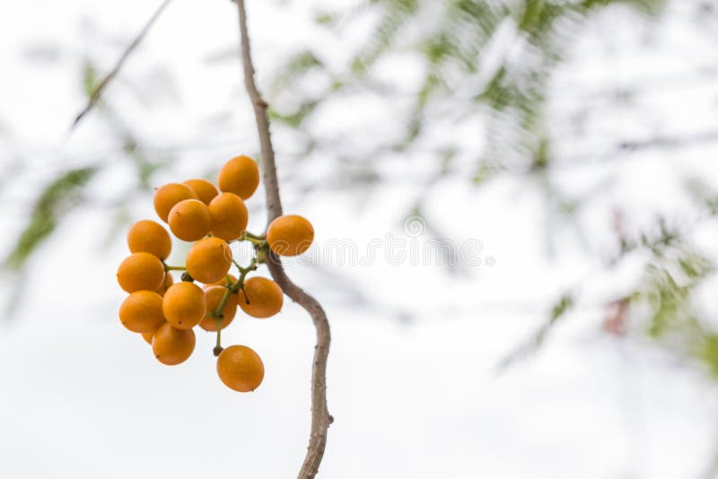 Geel fruit stock foto. Image of vrucht, wild, geïsoleerd - 111156500