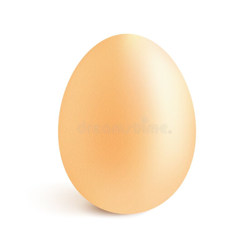 Realistisch ei vector illustratie. Illustration of voorwerp - 29920809