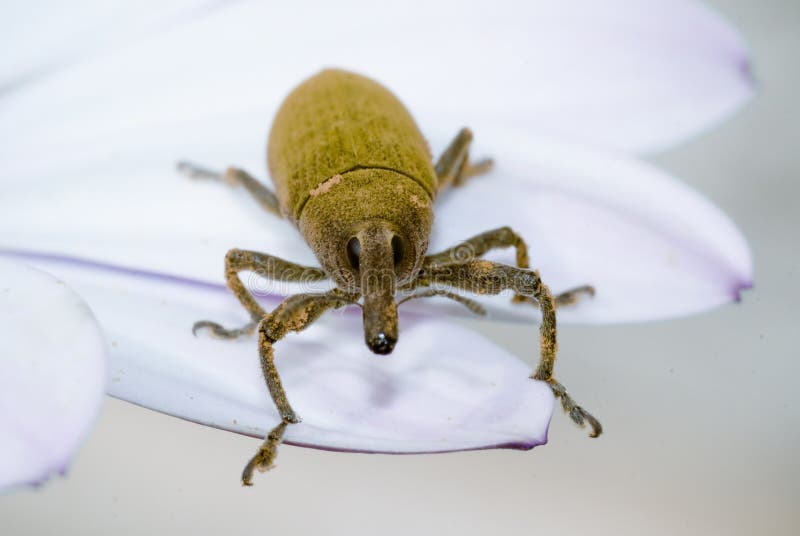 Geel insect stock afbeelding. Image of bloem, hoofd, achtergrond - 27804897