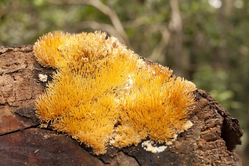 Geel korstmos stock afbeelding. Image of boomstam, korstmos - 22462527