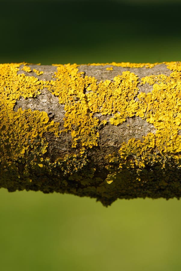 Gele Korstmossen of Mos Cetraria Pinastri Op De Boom. Zeer ...