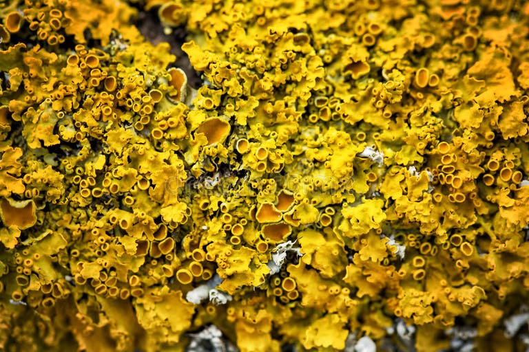 Geel korstmos op de boom stock afbeelding. Image of materiaal - 107432605