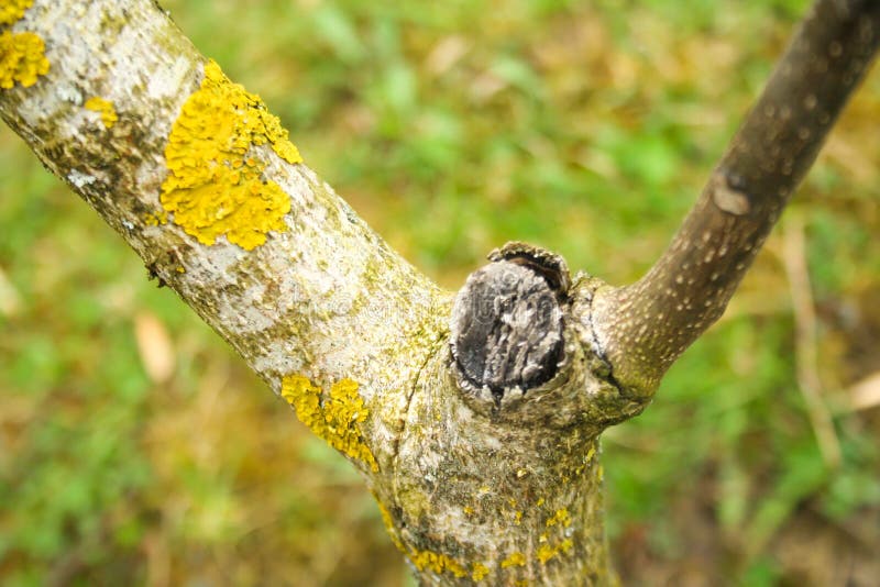 Gele Korstmossel Op De Schors Van Een Boom. Boomstam Aangetast Door ...